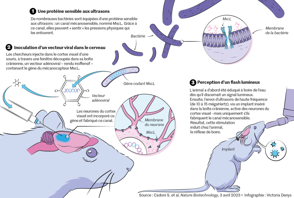 Le Monde journal highlights our research works on sonogenetics ...